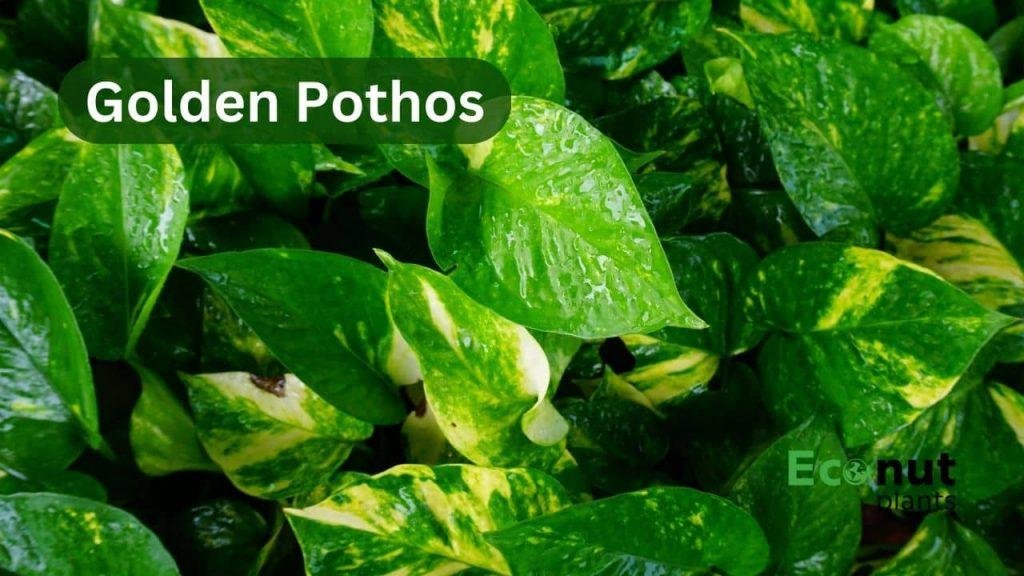 Pothos Varieties: Know About Top 18 Types of Pothos Plants