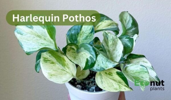 Pothos Varieties: Know About Top 18 Types of Pothos Plants