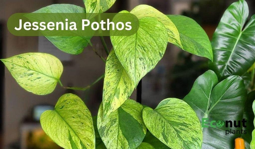 Pothos Varieties: Know About Top 18 Types of Pothos Plants