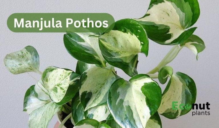 Pothos Varieties: Know About Top 18 Types of Pothos Plants