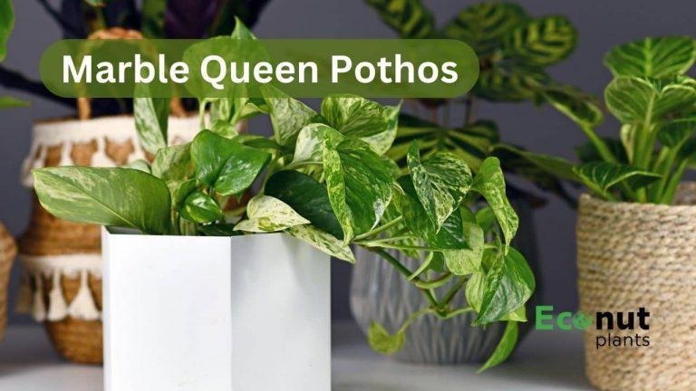 Pothos Varieties: Know About Top 18 Types of Pothos Plants