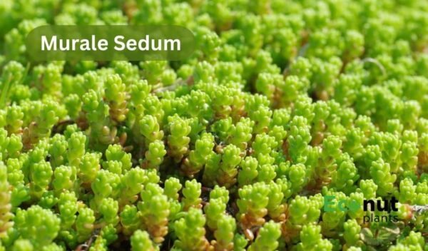 11 Sedum Varieties That Will Add Colors to Your Garden