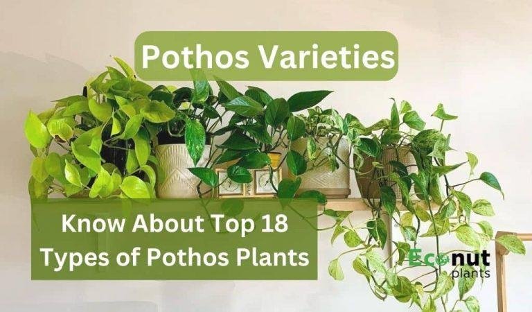 Pothos Varieties: Know About Top 18 Types of Pothos Plants