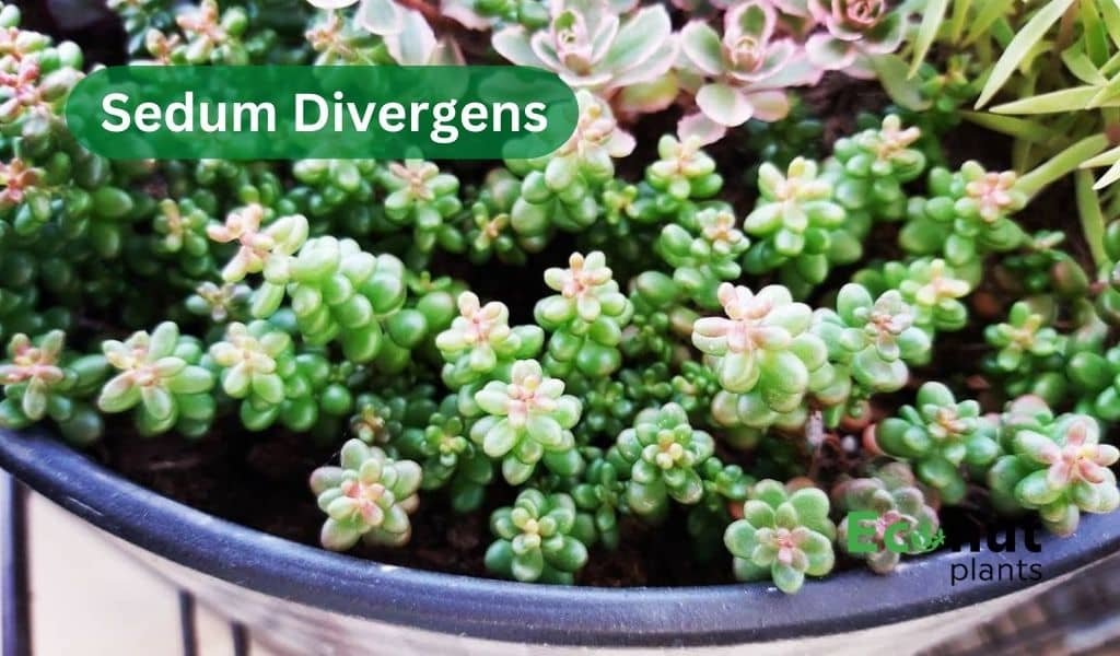 11 Sedum Varieties That Will Add Colors to Your Garden