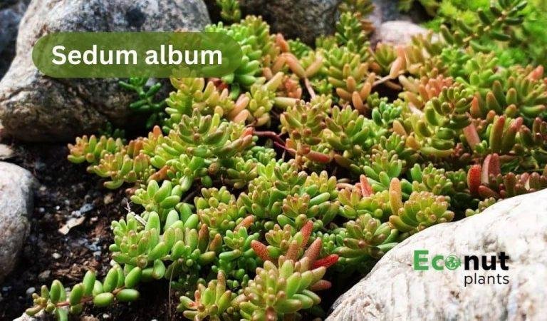 11 Sedum Varieties That Will Add Colors to Your Garden