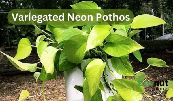 Pothos Varieties: Know About Top 18 Types of Pothos Plants