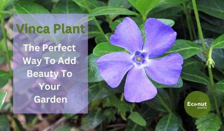Vinca Plant: The Perfect Way To Add Beauty To Your Garden