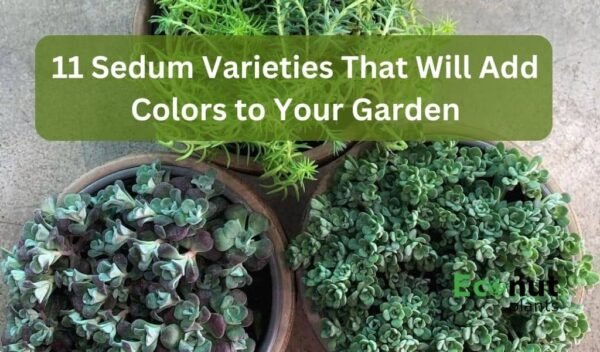11 Sedum Varieties That Will Add Colors to Your Garden