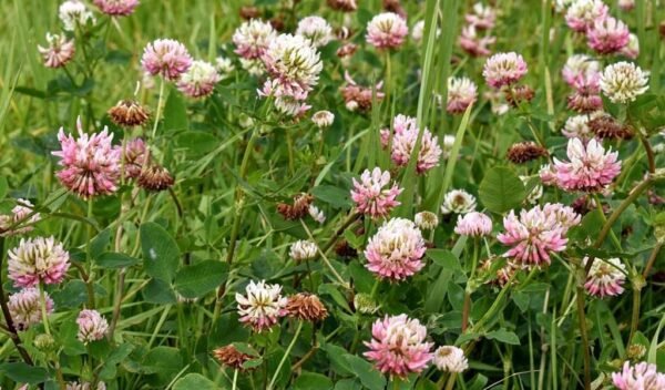 Alsike Clover: Information you need to know about it's types