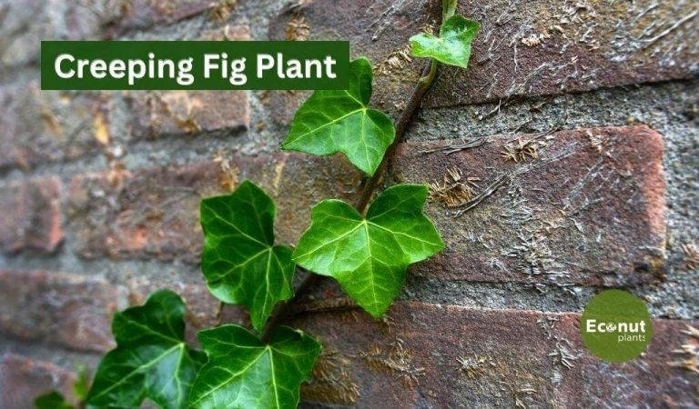 Creeping Fig Plant: How to grow and care