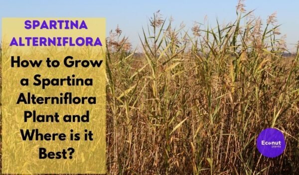 Where is the best place to grow a Spartina alterniflora plant?