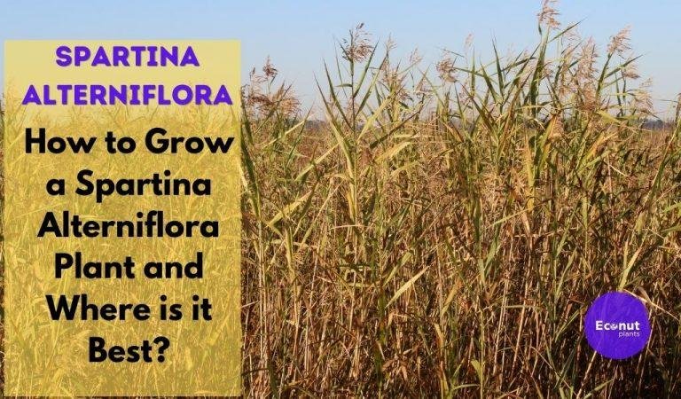 Where is the best place to grow a Spartina alterniflora plant?