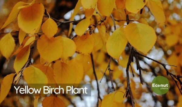 Yellow Birch Plant: Tips on How to Grow and Care for The Plant