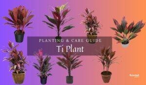 Top 21 Maintenance Tips For A Great Ti Plant Garden