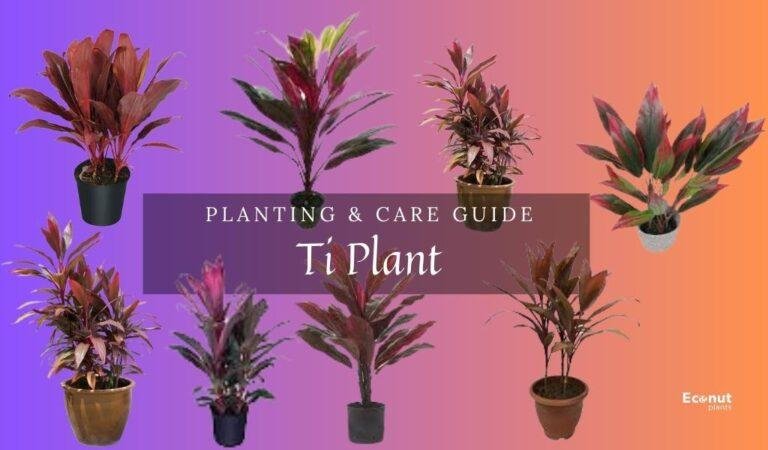 Top 21 Maintenance Tips For A Great Ti Plant Garden