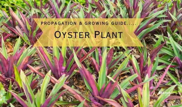 The Ultimate Guide to Caring for your Oyster Plant