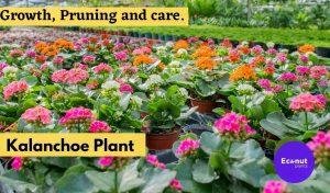 How to Grow a Kalanchoe Plants: 7 Steps to Pruning, Propagation