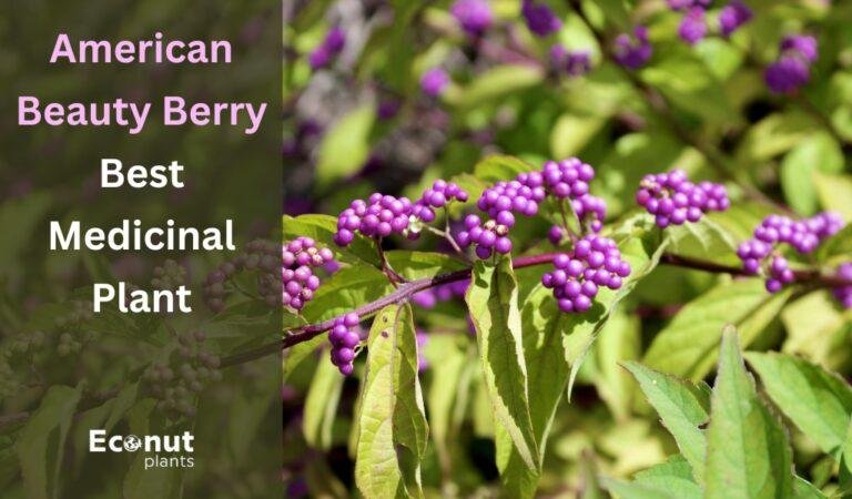 American Beautyberry: Best Medicinal Plant.