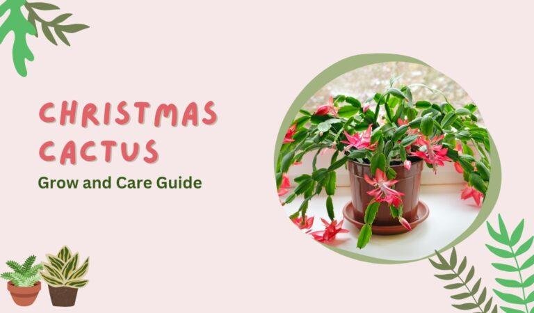 Christmas Cactus: Seasonal Plant