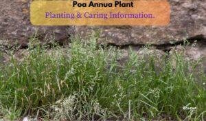 How to Start Planting Your Own Personal Poa Annua Garden?