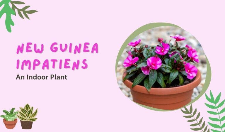 New Guinea Impatiens: An Indoor Plant