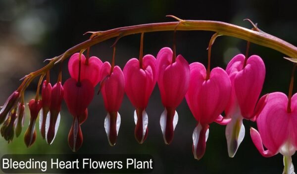 Bleeding Heart Flowers: An incredibly fragrant flowering plant.