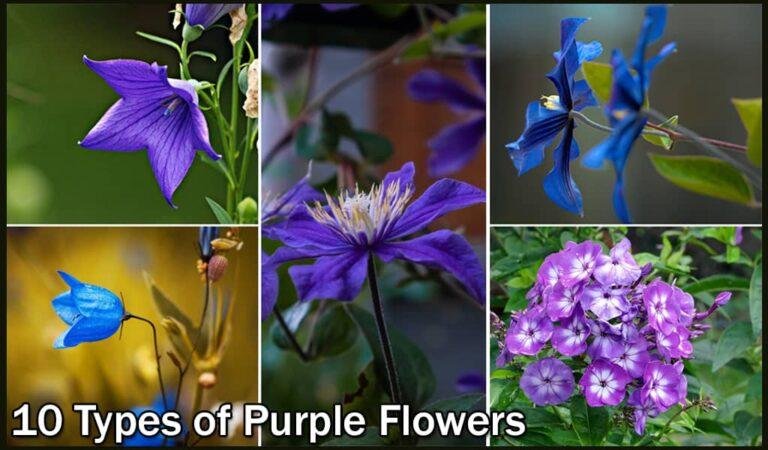 Purple Flowers plants with Name, Picture and Caring & Growing