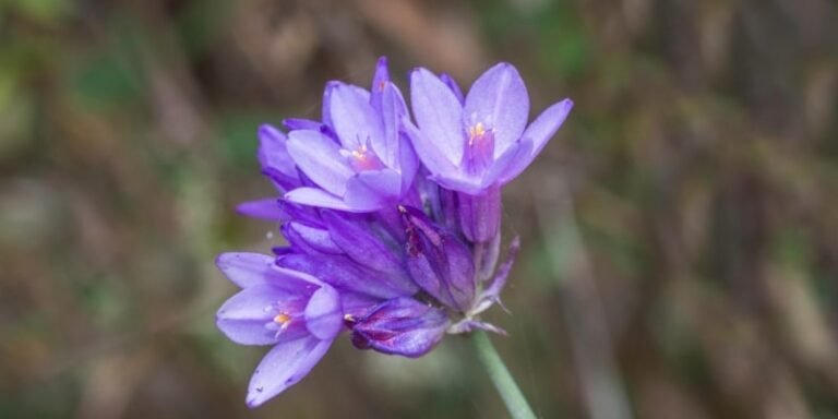 101 Blue Flowers: A Comprehensive Guide with Names and Images