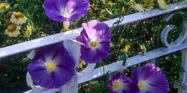 101 Blue Flowers: A Comprehensive Guide with Names and Images