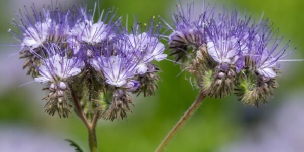 101 Blue Flowers: A Comprehensive Guide with Names and Images