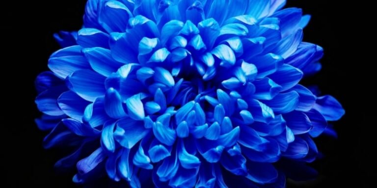 101 Blue Flowers: A Comprehensive Guide with Names and Images