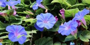 101 Blue Flowers: A Comprehensive Guide with Names and Images
