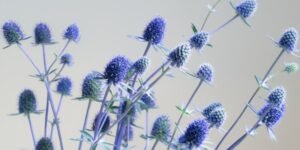 101 Blue Flowers: A Comprehensive Guide with Names and Images