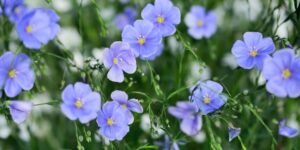 101 Blue Flowers: A Comprehensive Guide with Names and Images