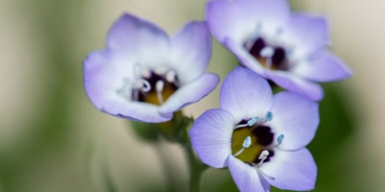 101 Blue Flowers: A Comprehensive Guide with Names and Images