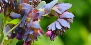 101 Blue Flowers: A Comprehensive Guide with Names and Images