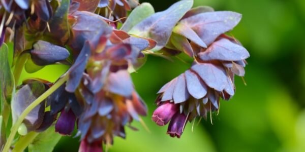 101 Blue Flowers: A Comprehensive Guide with Names and Images