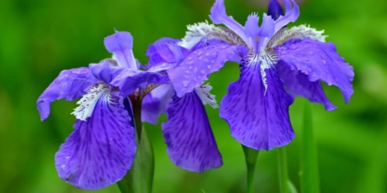 101 Blue Flowers: A Comprehensive Guide with Names and Images