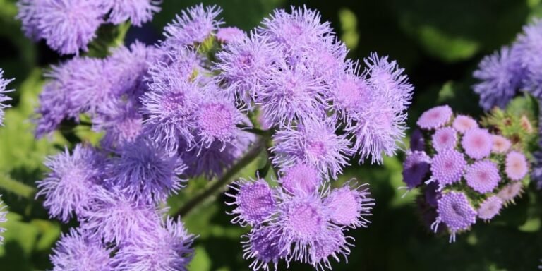 101 Blue Flowers: A Comprehensive Guide with Names and Images