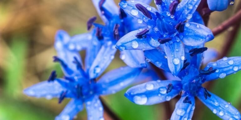 101 Blue Flowers: A Comprehensive Guide with Names and Images
