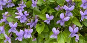 101 Blue Flowers: A Comprehensive Guide with Names and Images