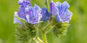 101 Blue Flowers: A Comprehensive Guide with Names and Images