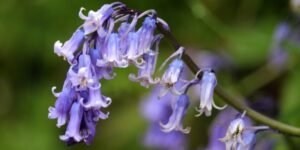 101 Blue Flowers: A Comprehensive Guide with Names and Images