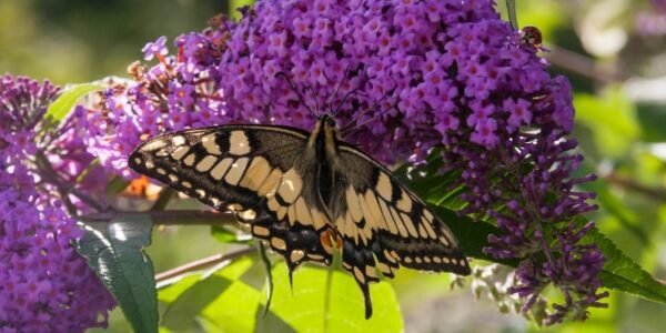 Discover 24 Stunning Purple Flowering Shrubs with Names and Images