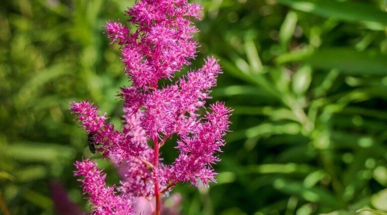 Exploring 250 Varieties of Flowers: Names and Visual Guide
