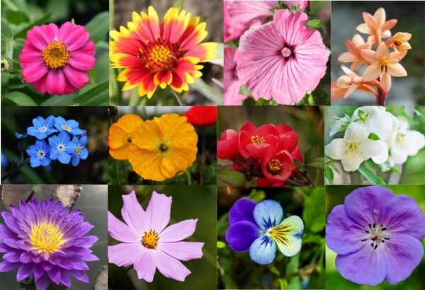 Exploring 250 Varieties of Flowers: Names and Visual Guide