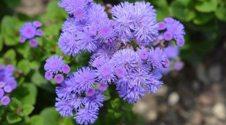 Exploring 250 Varieties of Flowers: Names and Visual Guide