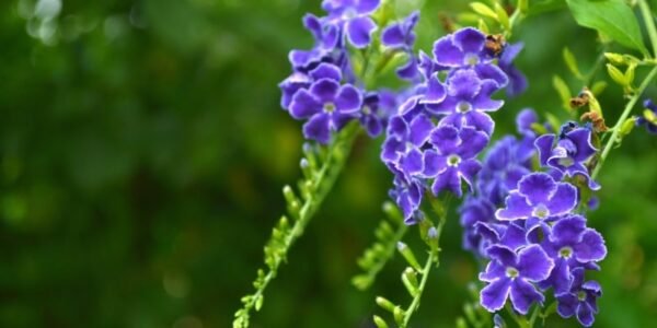 Discover 24 Stunning Purple Flowering Shrubs with Names and Images