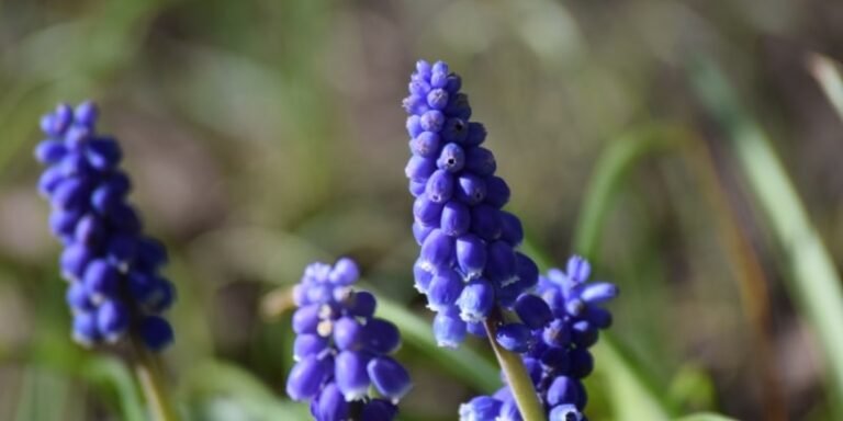 101 Blue Flowers: A Comprehensive Guide with Names and Images