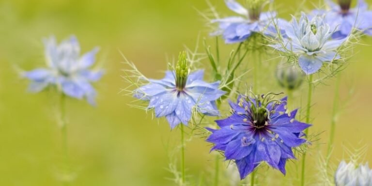 101 Blue Flowers: A Comprehensive Guide with Names and Images